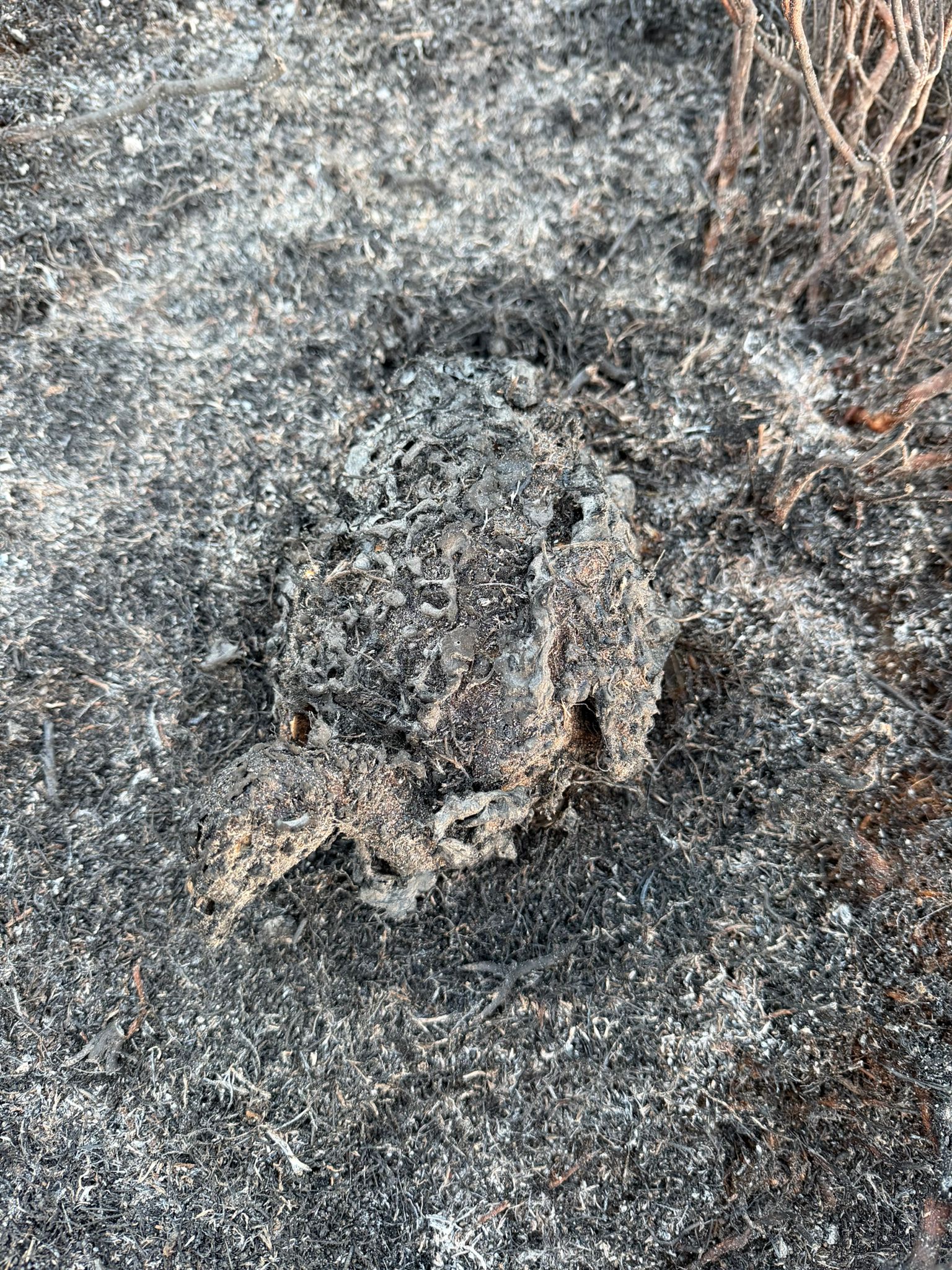 Gamekeepers praised as wildfires see wildlife scorched
