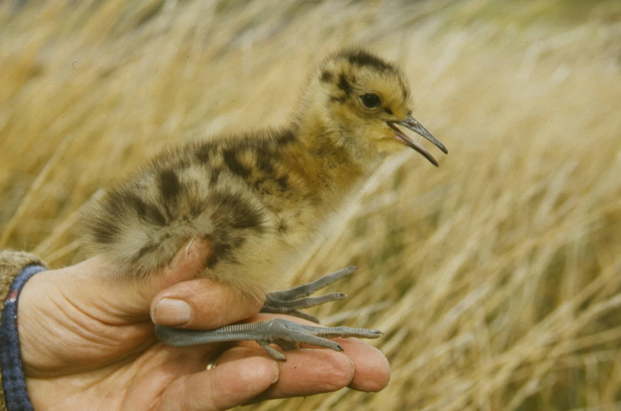 Latest News 2022 | Scottish Gamekeepers